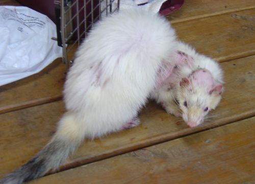Ferret Rescue Society of Otawa and Area - Ferrets